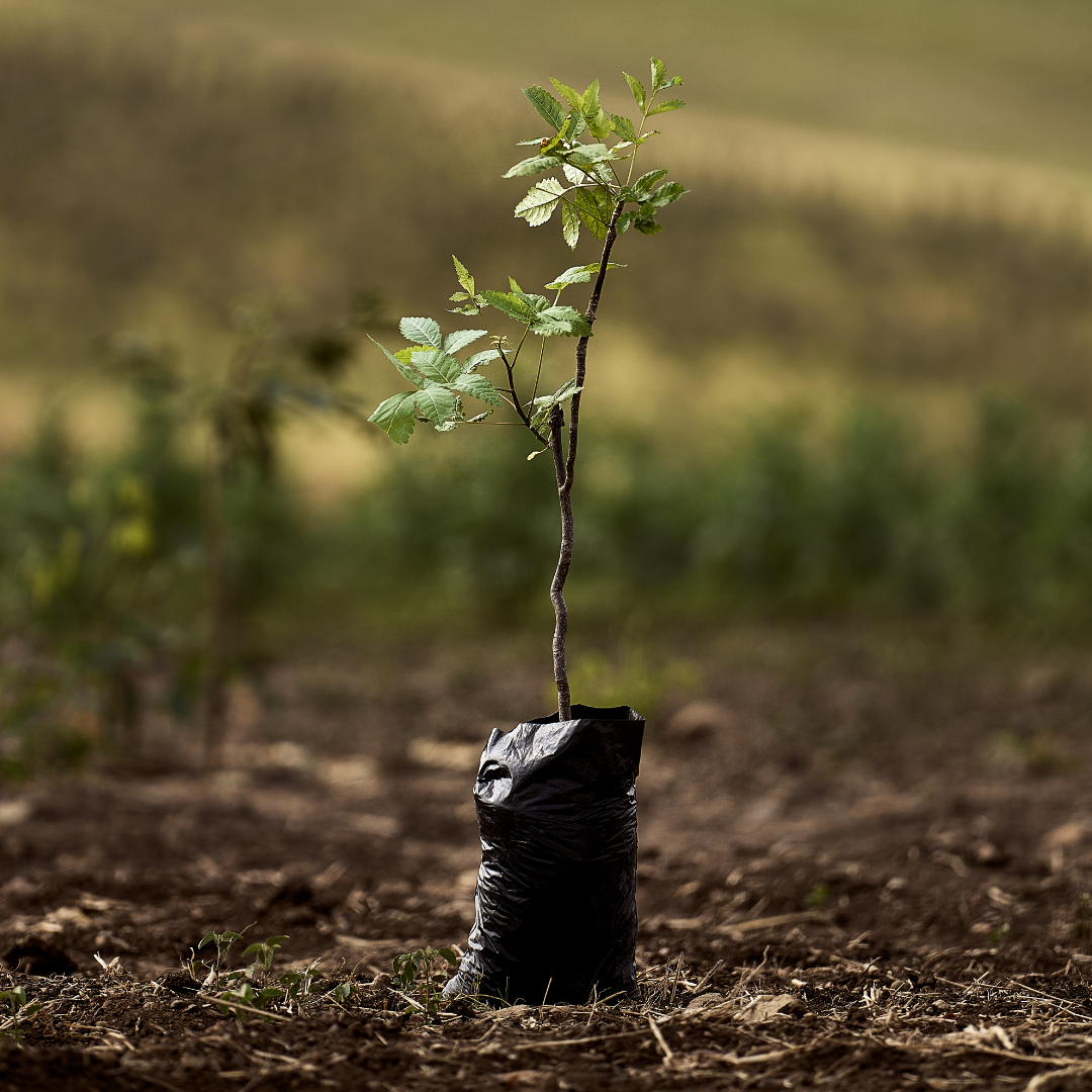 Wyld Restoration – Wyld Notes