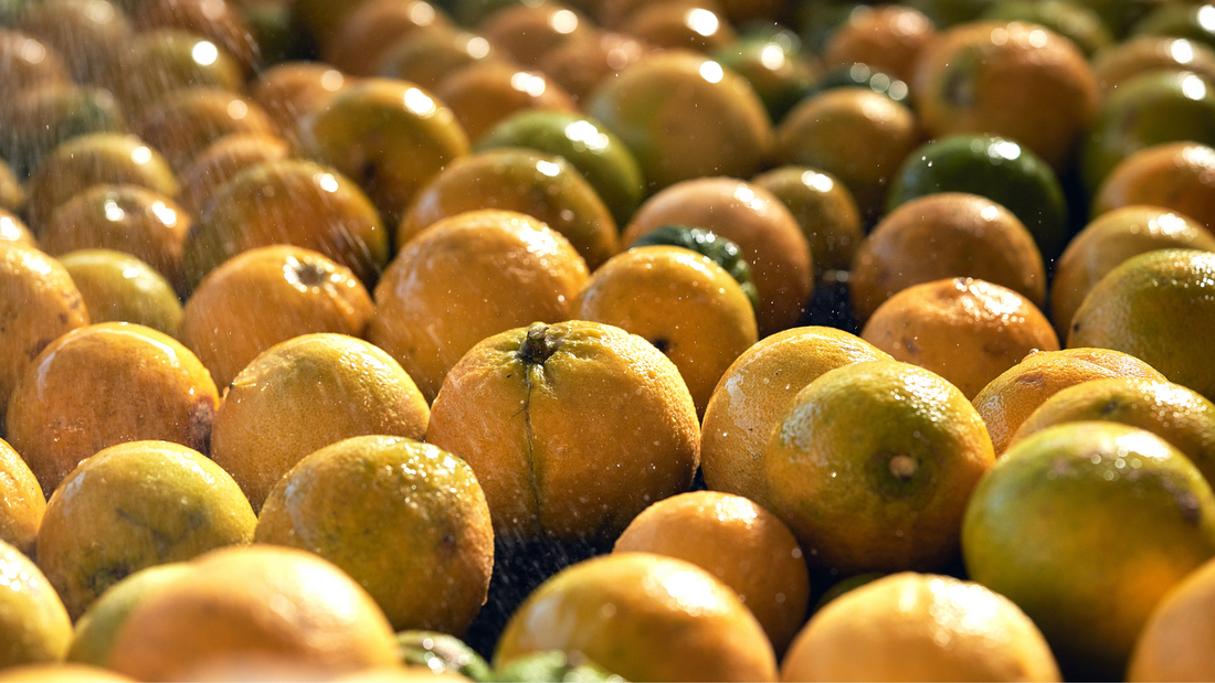 Wyld Promise – Wyld Notes